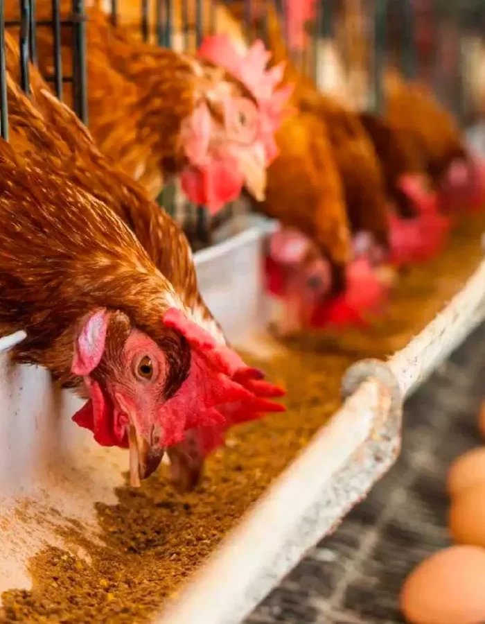 Banoli Farm – Poultry Farm in Trans Nzoia