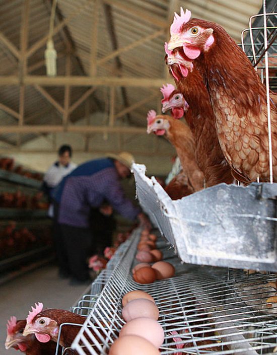 Contact – Banoli Farm