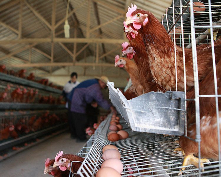 Services – Banoli Farm